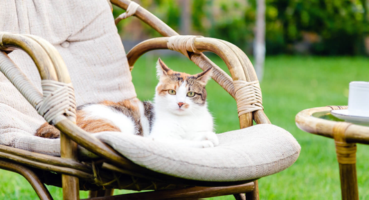 The Pur-fect fabrics: 4 pet-friendly fabrics for furniture